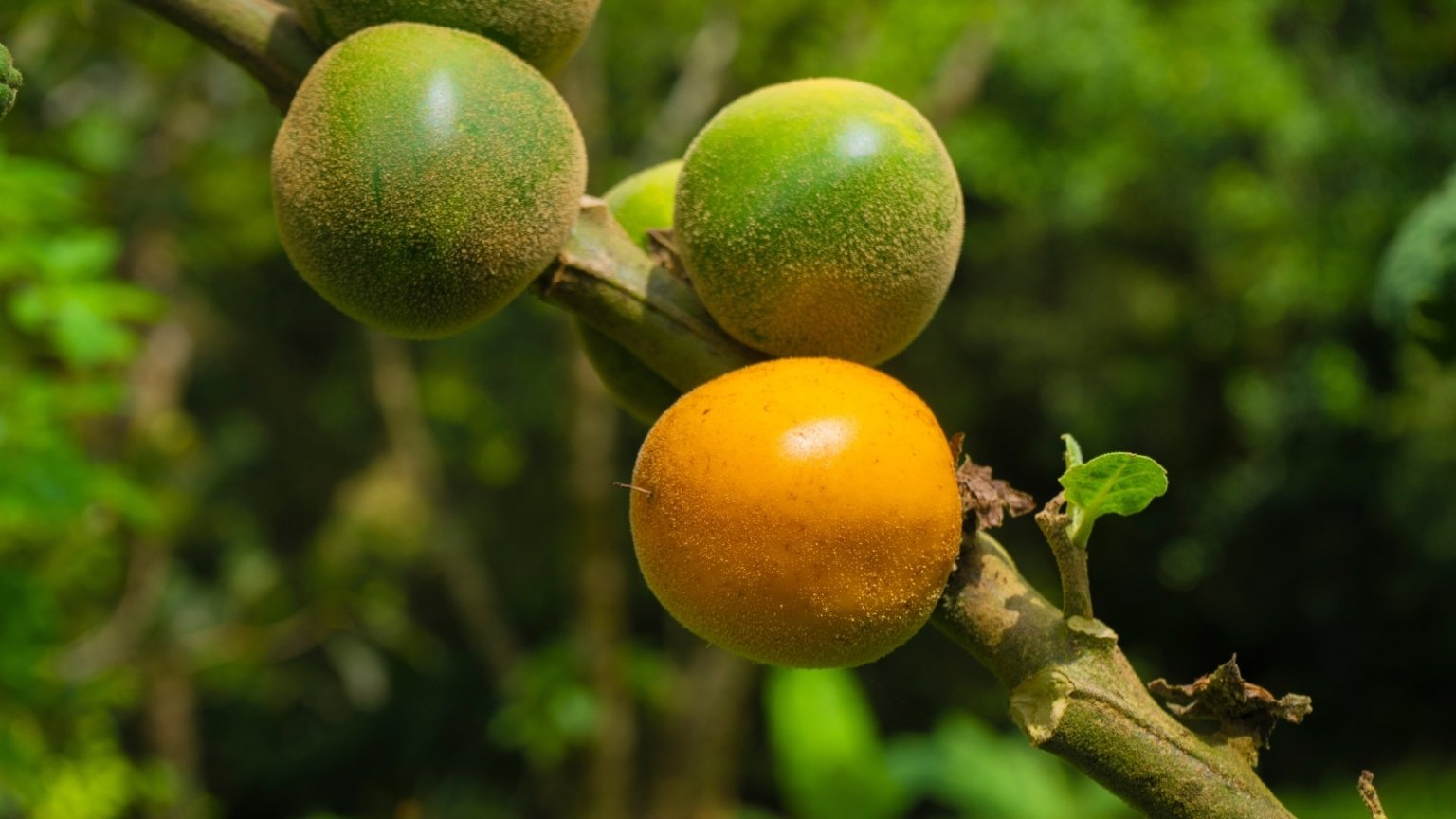 How to Plant, Grow, and Care for Naranjilla (Lulo) Shrubs