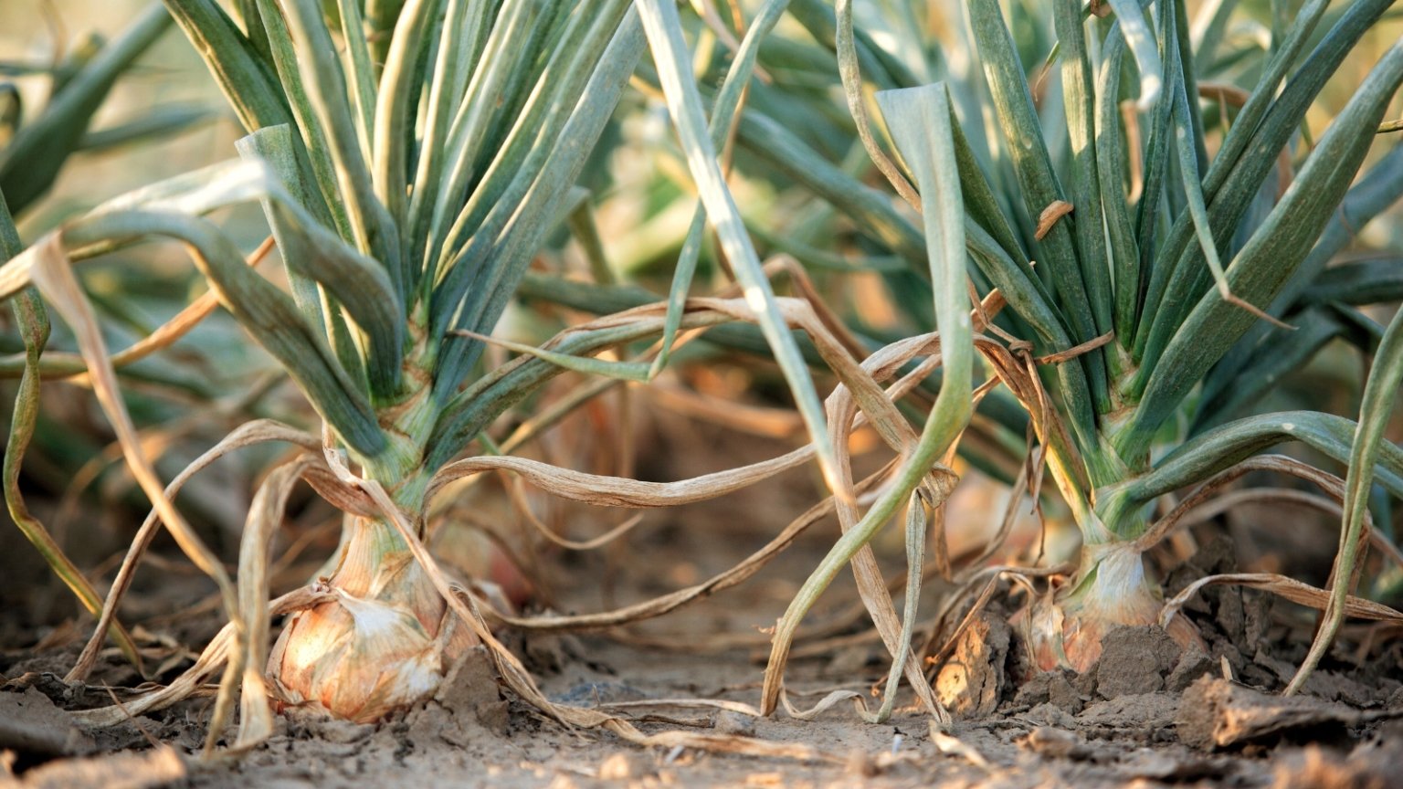 When and How to Harvest Homegrown Onions
