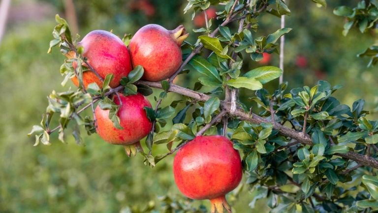 5 Signs Your Pomegranates Are Ripe and Ready To Harvest