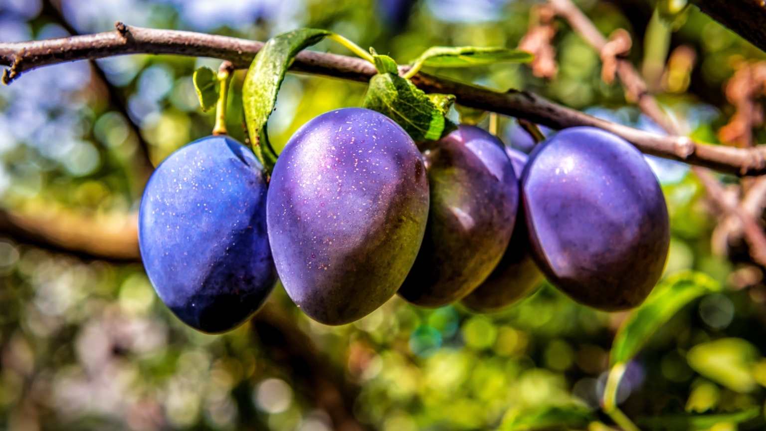 How and When to Harvest Plums for The Sweetest Fruit