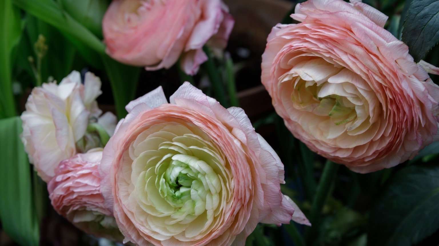 15 Ranunculus Varieties to Plant This Fall