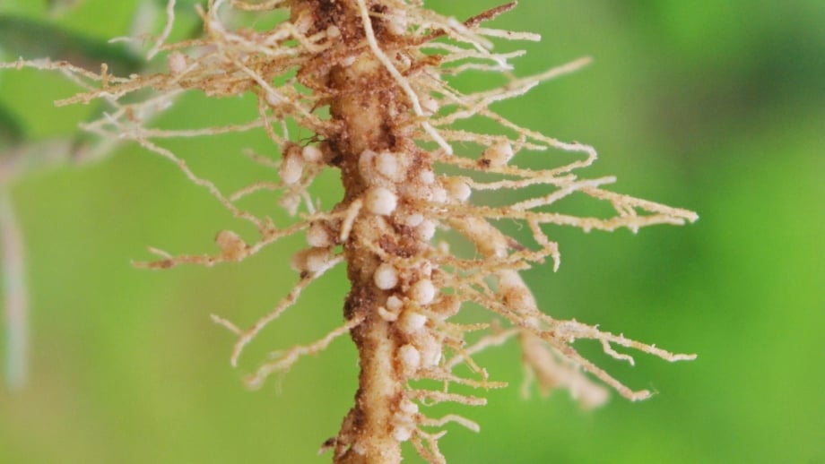 How To Plant, Grow, and Care for Turmeric Root