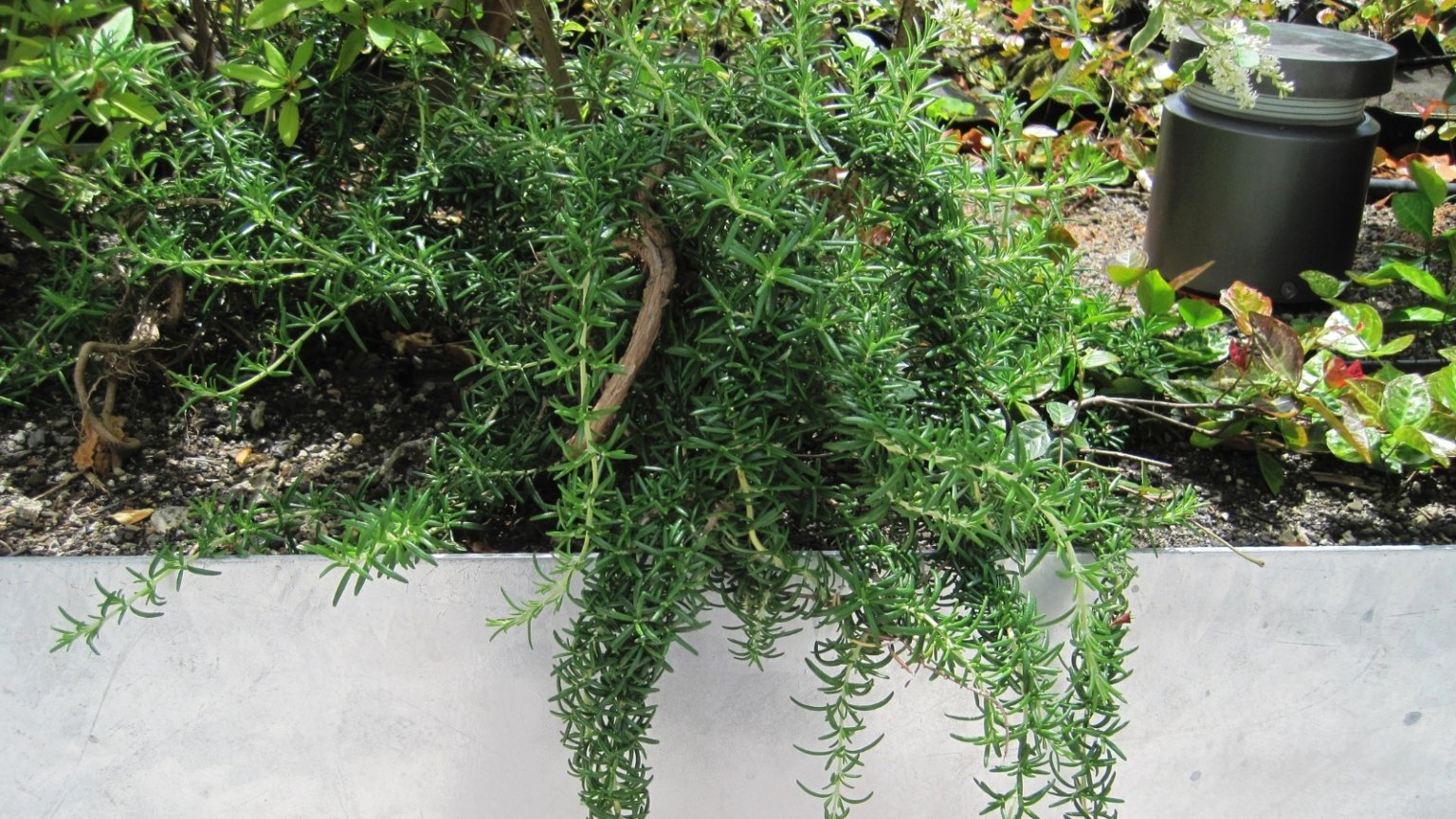 23 Dreamy Trailing Plants to Cascade Over Garden Walls - Epic Gardening