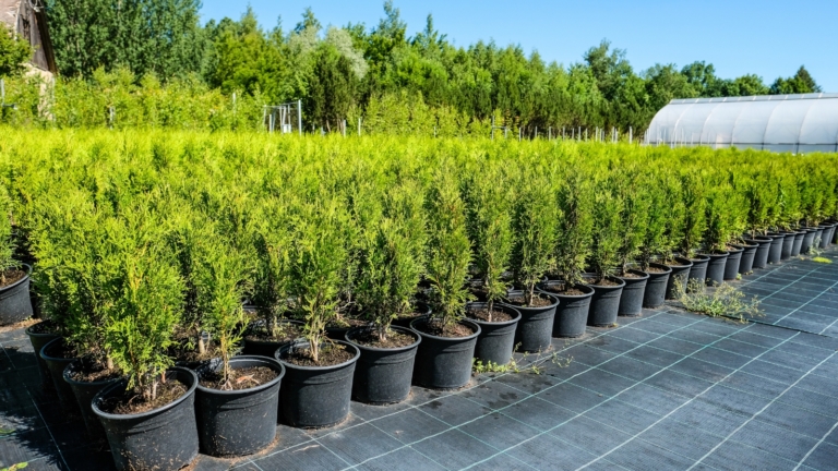 Bare-Root Vs. Container-Grown Trees: Which is Best For You?