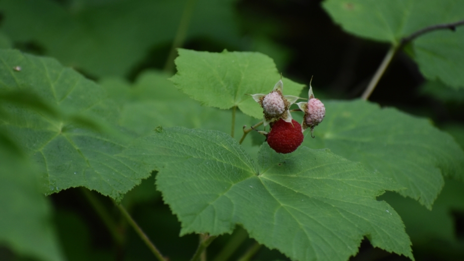 13 Berry Bushes You Can Plant in November