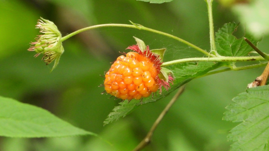 13 Berry Bushes You Can Plant in November