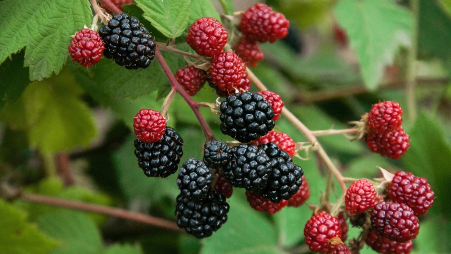 41 Plants Perfect for a Dramatic Goth Garden