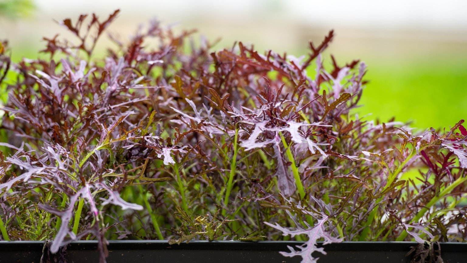 15 Mustard Green Varieties You Can Plant in Fall