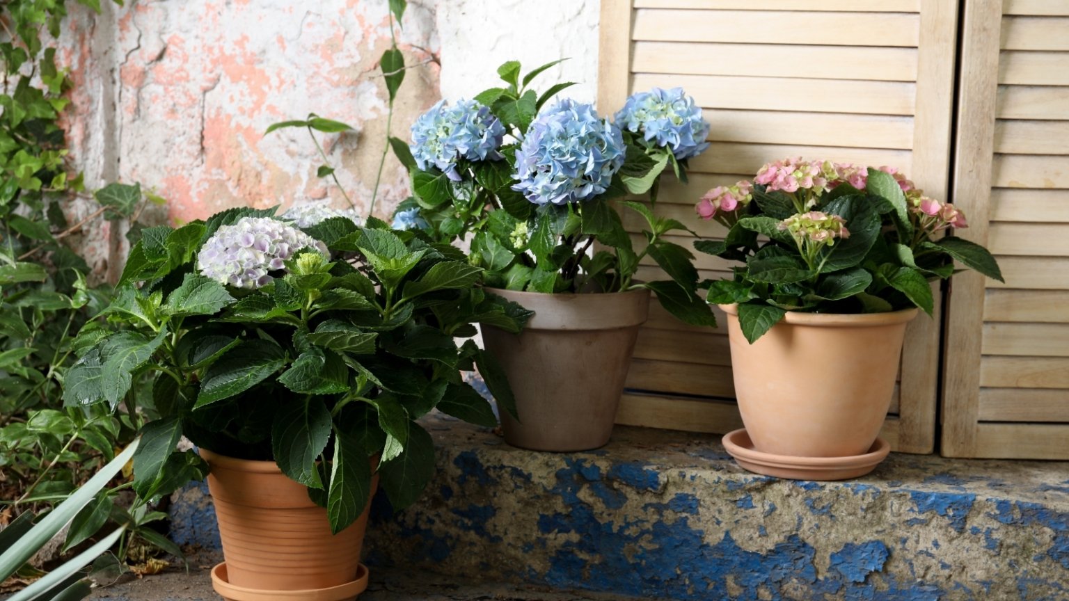 How to Winterize Potted Hydrangeas in 7 Steps