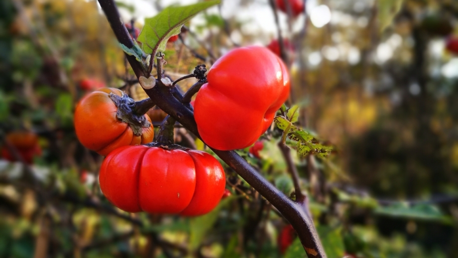 How to Plant, Grow, and Care for Pumpkin-On-a-Stick