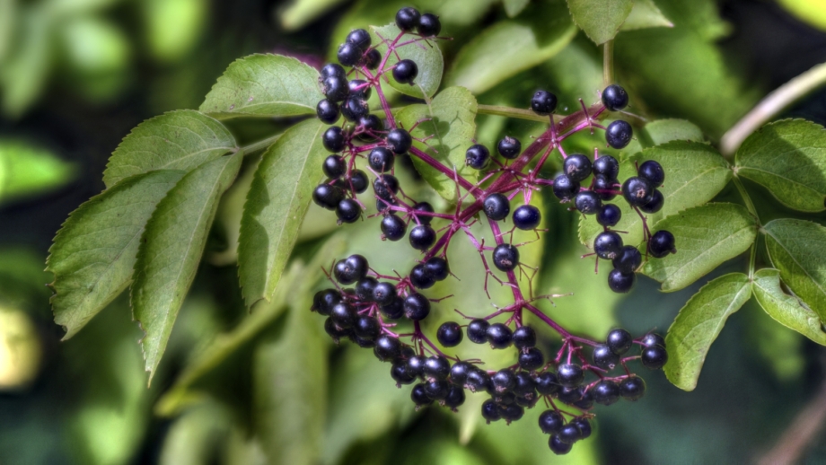 13 Berry Bushes You Can Plant in November