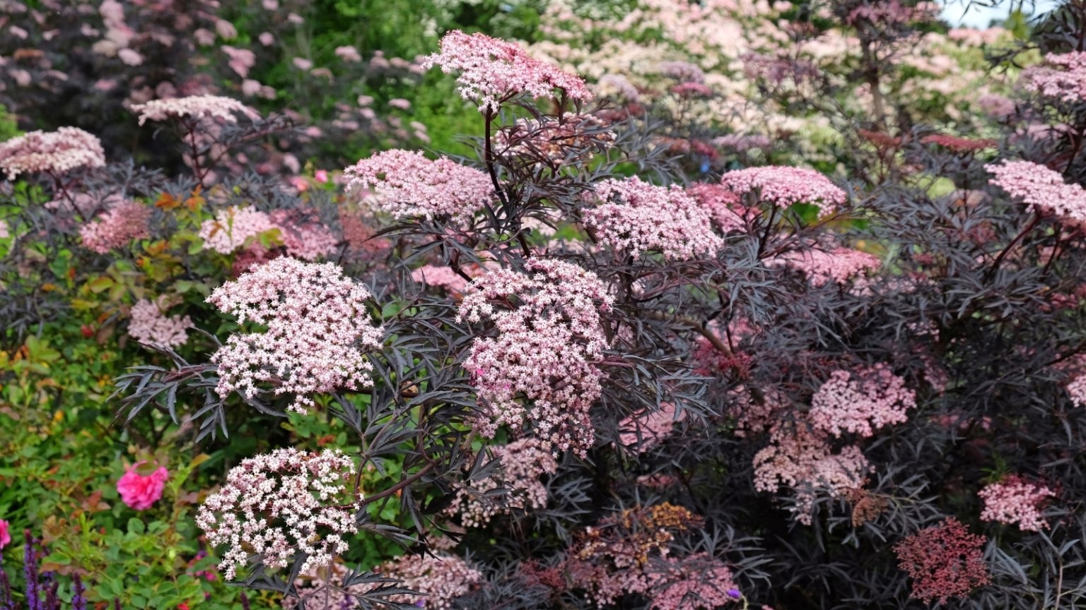 41 Plants Perfect for a Dramatic Goth Garden