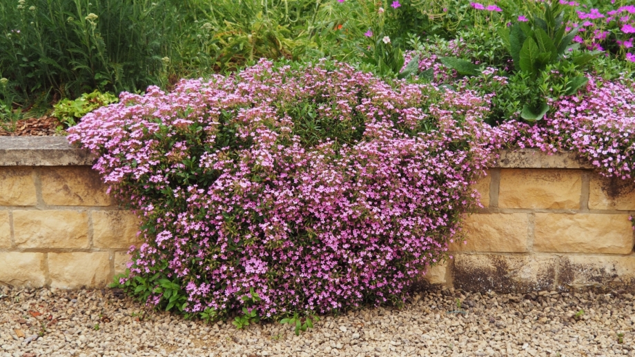 23 Dreamy Trailing Plants to Cascade Over Garden Walls - Epic Gardening