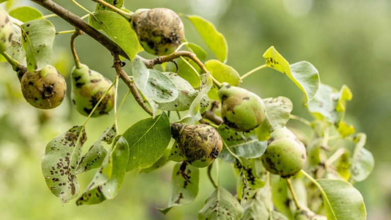 11 Pear Tree Growing Problems and How to Solve Them