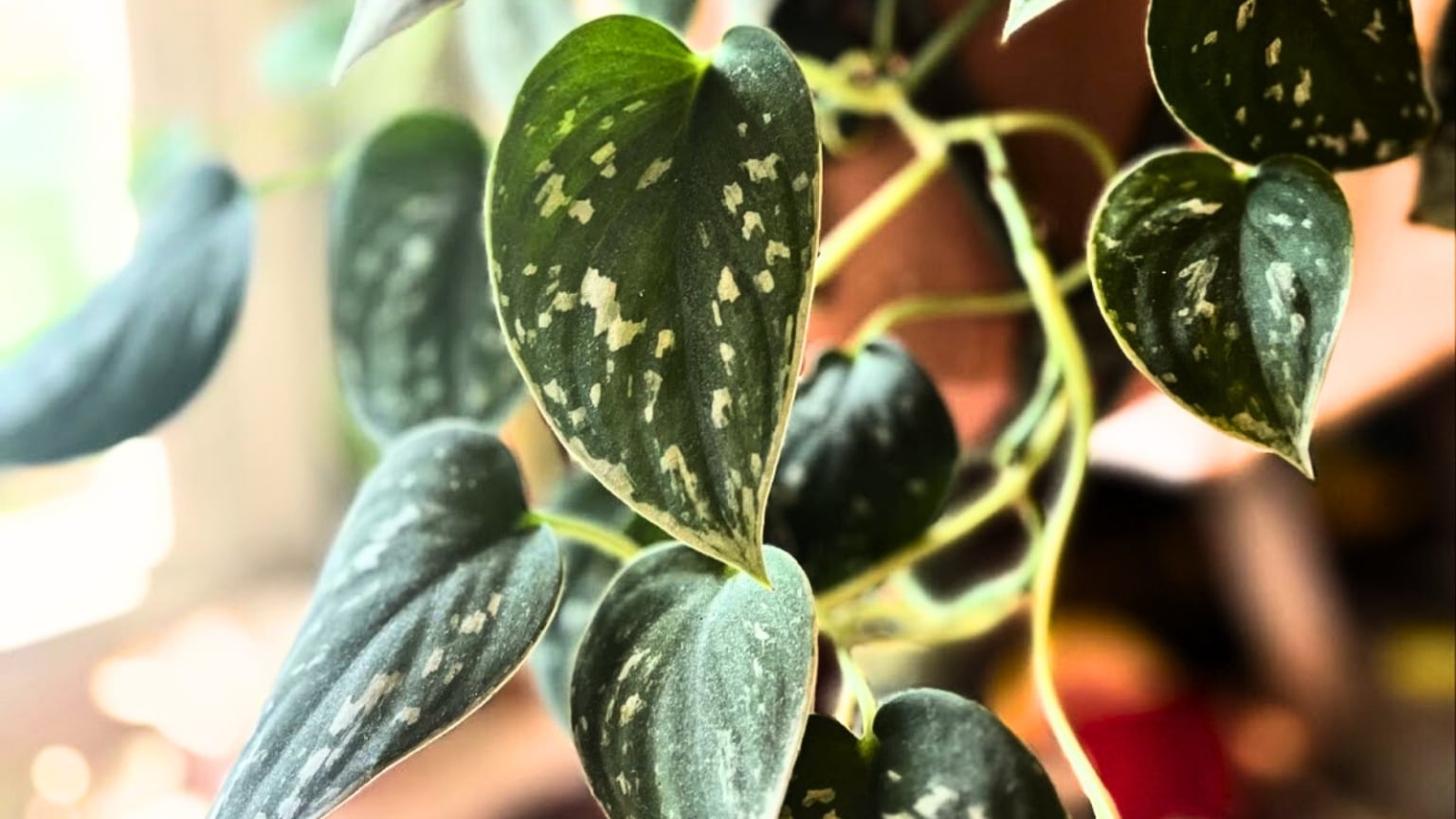 How to Plant, Grow, and Care for Scindapsus Pictus