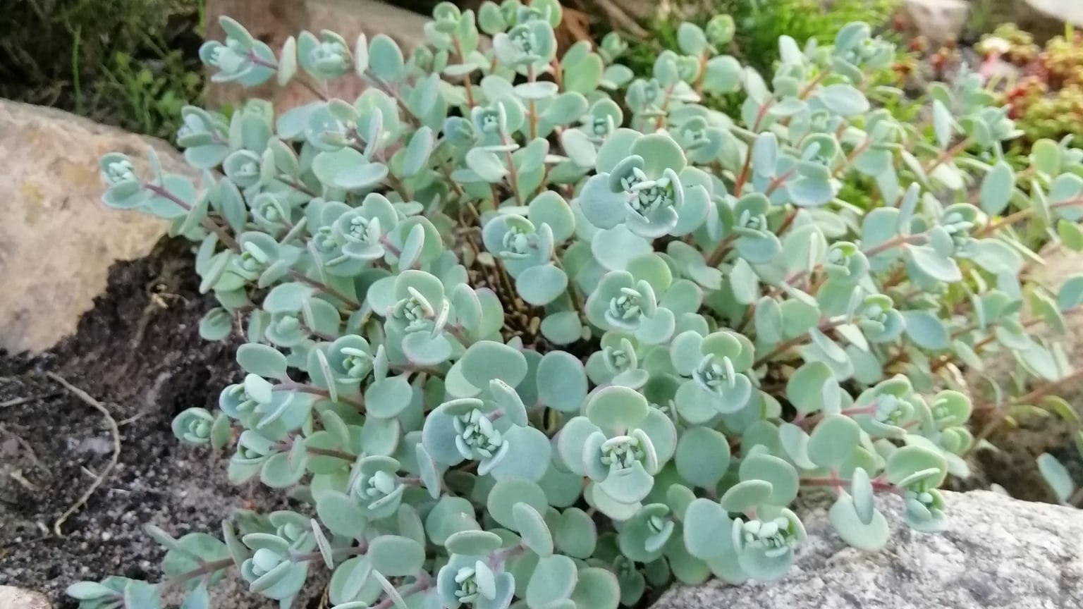 23 Dreamy Trailing Plants to Cascade Over Garden Walls - Epic Gardening