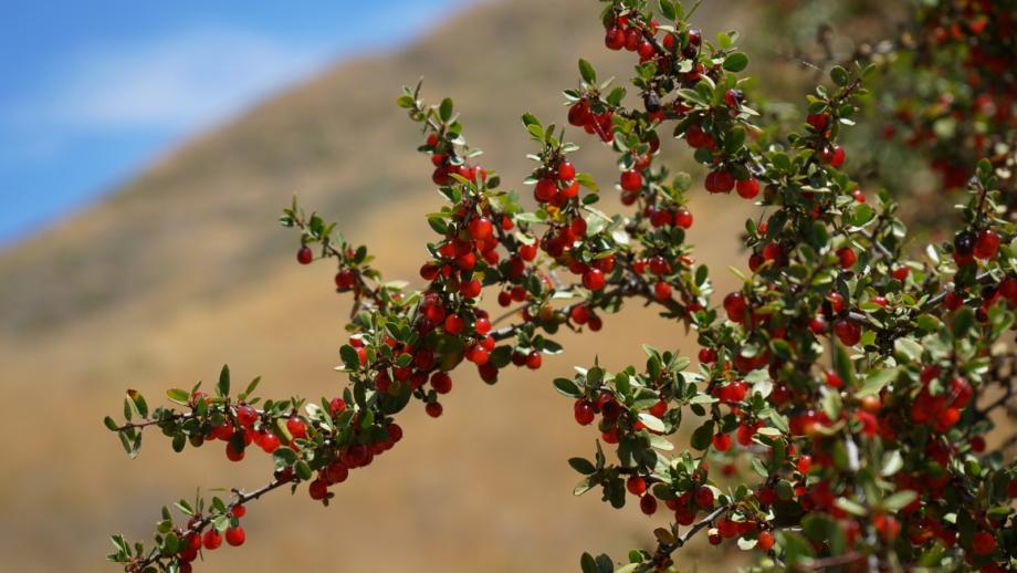 13 Berry Bushes You Can Plant in November