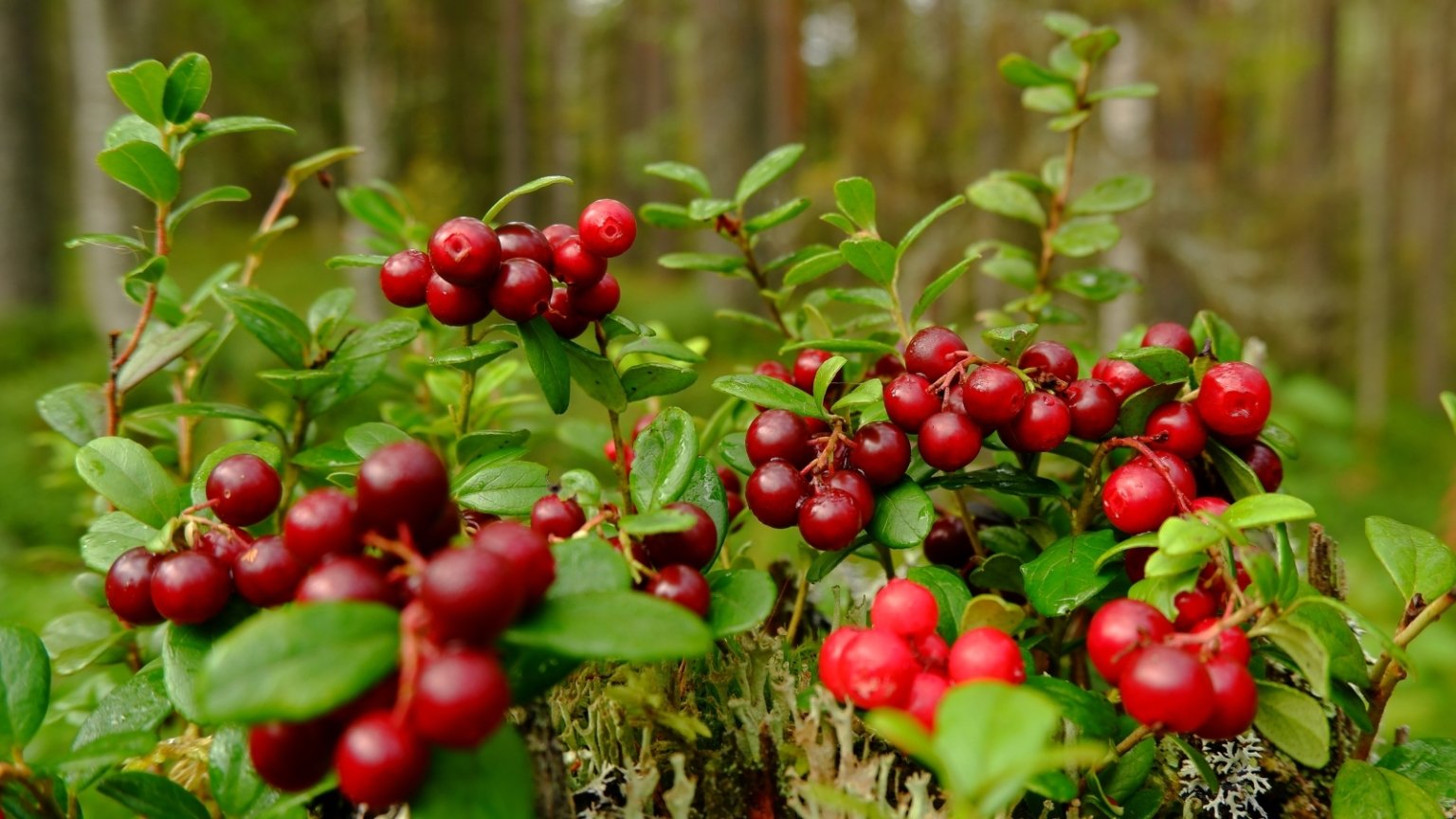 How to Plant, Grow, and Care for Cranberry Plants