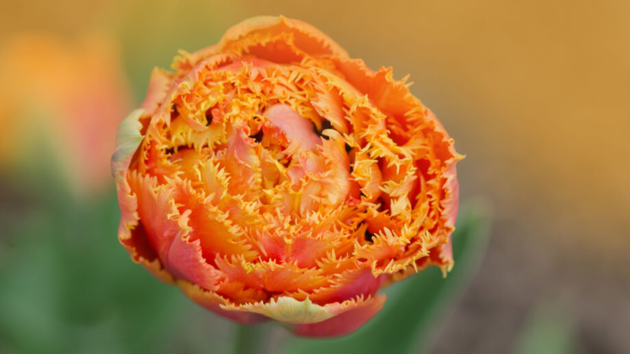 15 Unusual and Eye-Catching Bulbs You Should Plant This Fall