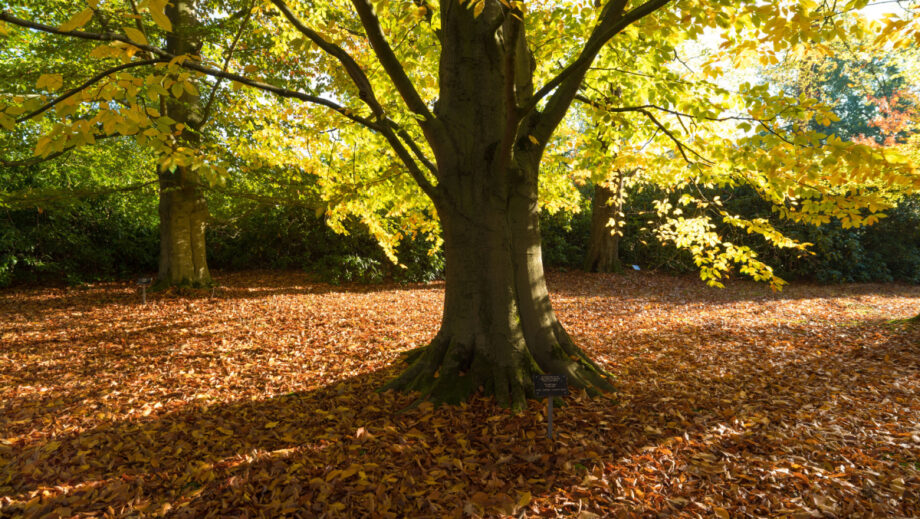 Which Trees Have the Best Fall Leaves? Our Top Picks