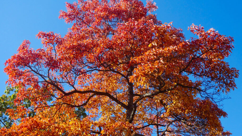 Which Trees Have the Best Fall Leaves? Our Top Picks