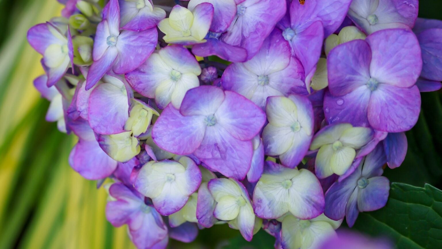 17 Best Varieties of Reblooming Hydrangeas You Can Plant Now