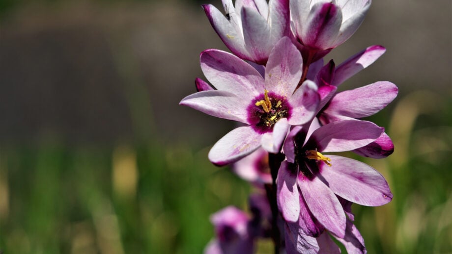 15 Unusual and Eye-Catching Bulbs You Should Plant This Fall