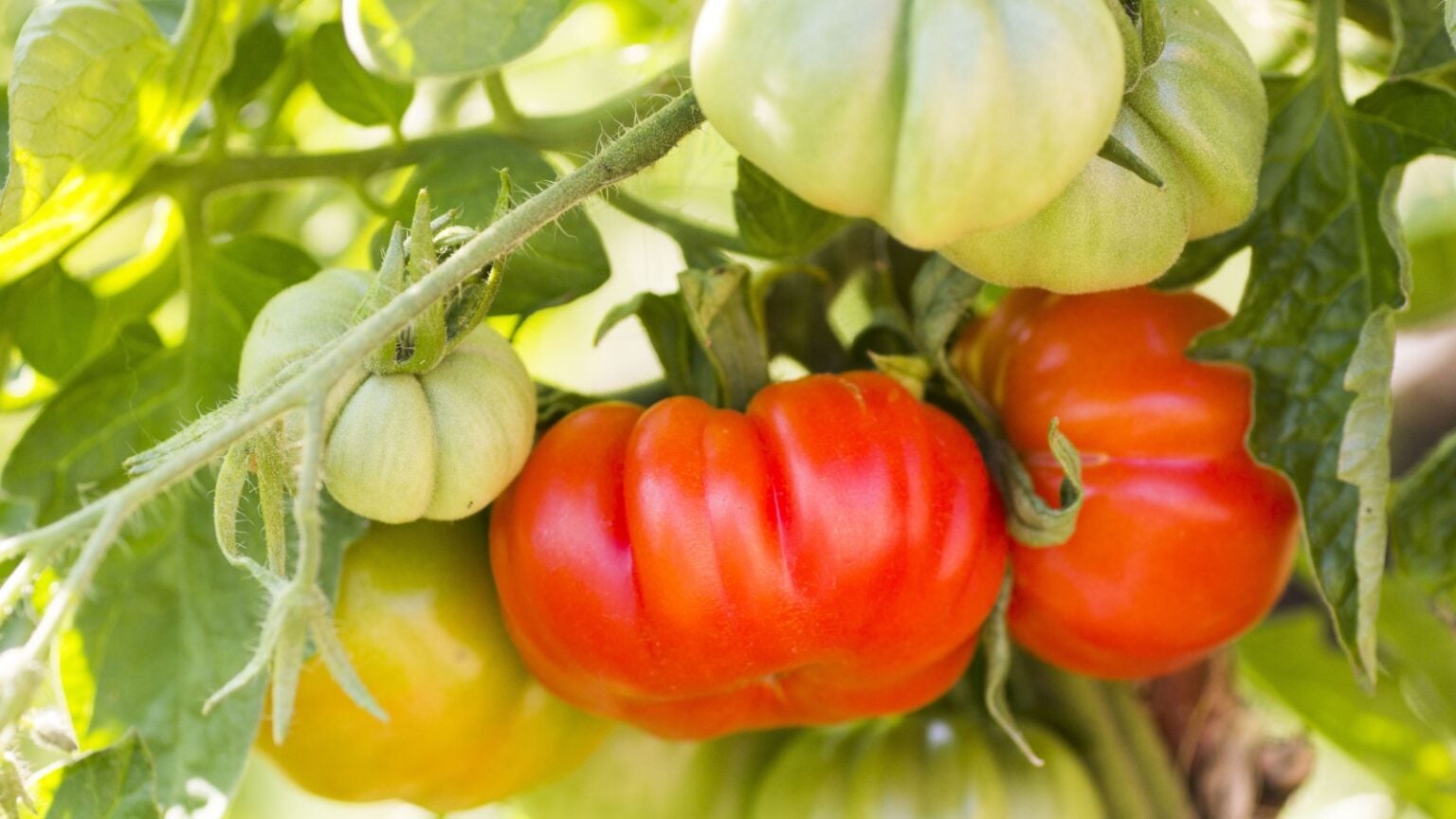 How to Plant, Grow, and Care for Beefsteak Tomatoes