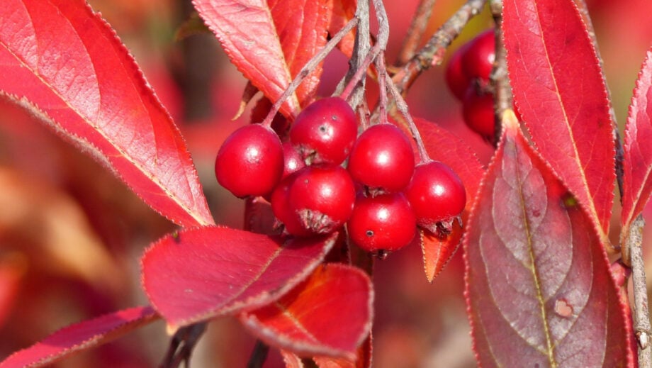 16 Pretty Garden Shrubs with Red Berries