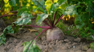 When to Harvest Beets for The Best Flavor