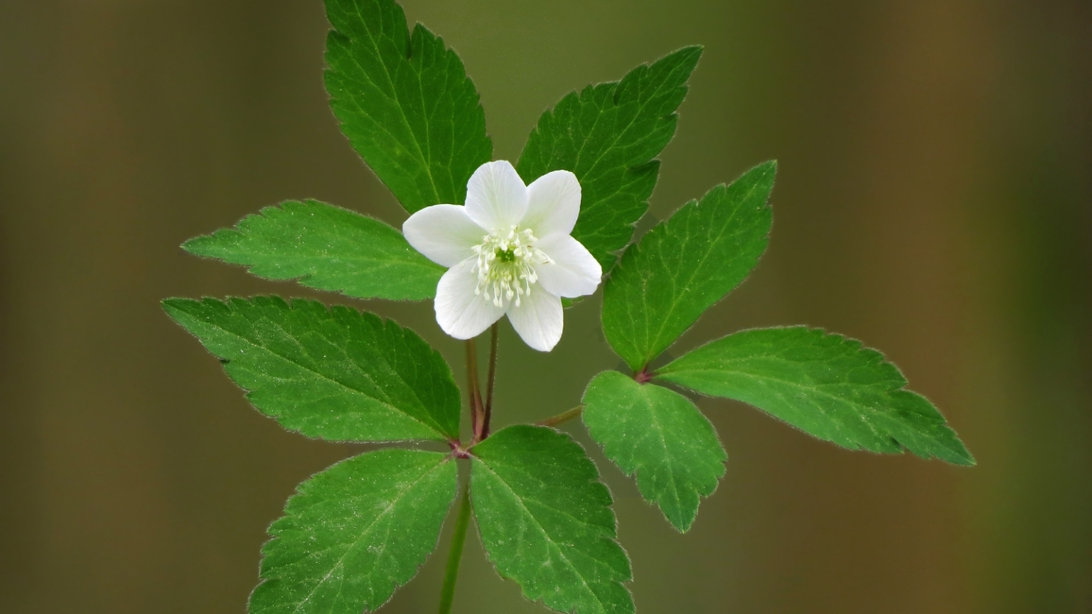 How to Plant, Grow, and Care for Wood Anemones