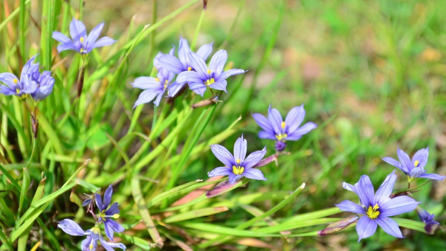 21 Native Wildflowers for Colorado Gardens
