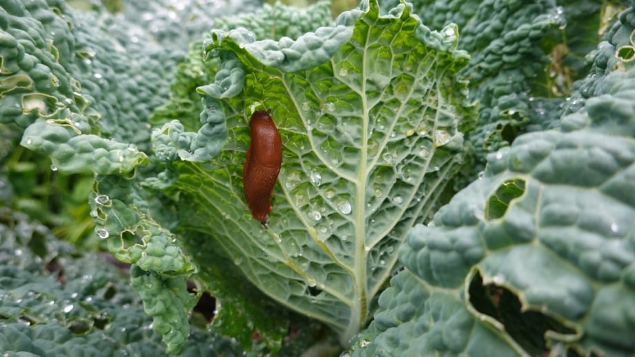 What's Eating My Cabbage? 15 Common Cabbage Pests