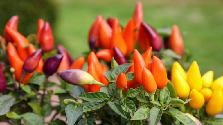 How to Plant, Grow, and Care for Ornamental Peppers