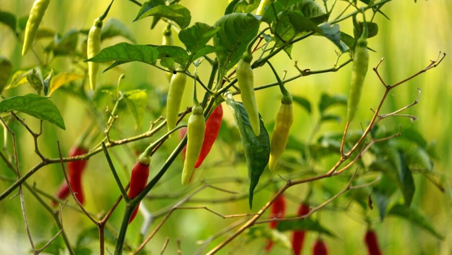 How to Plant, Grow, and Care for Ornamental Peppers