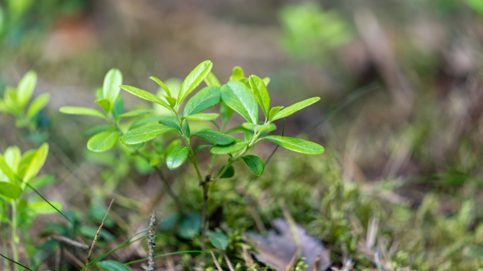 How to Plant, Grow, and Care for Cranberry Plants