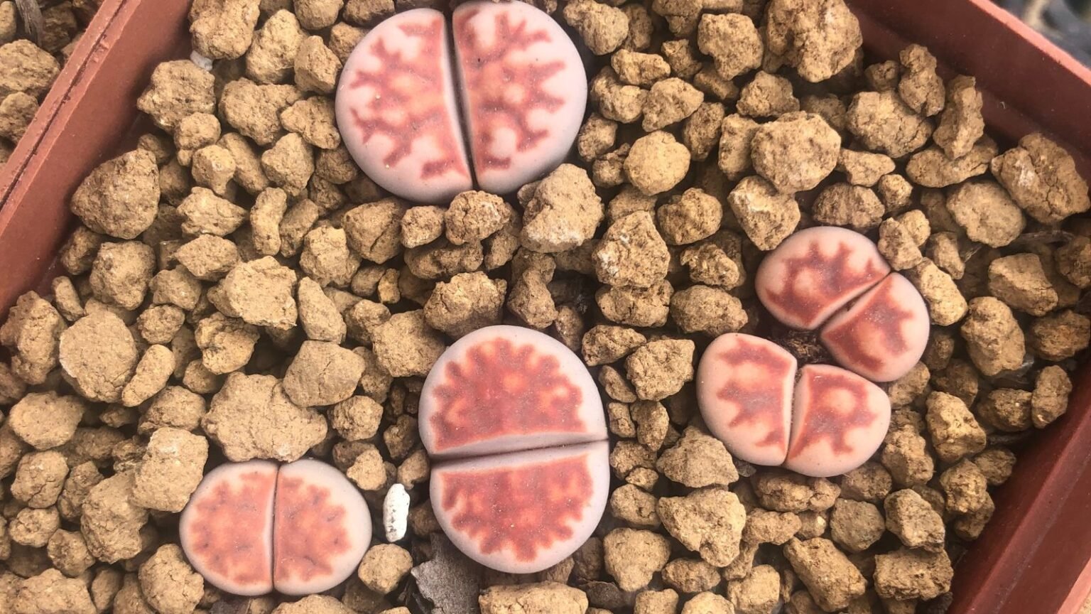 How to Plant, Grow, and Care for Lithops (Living Stone Plants)