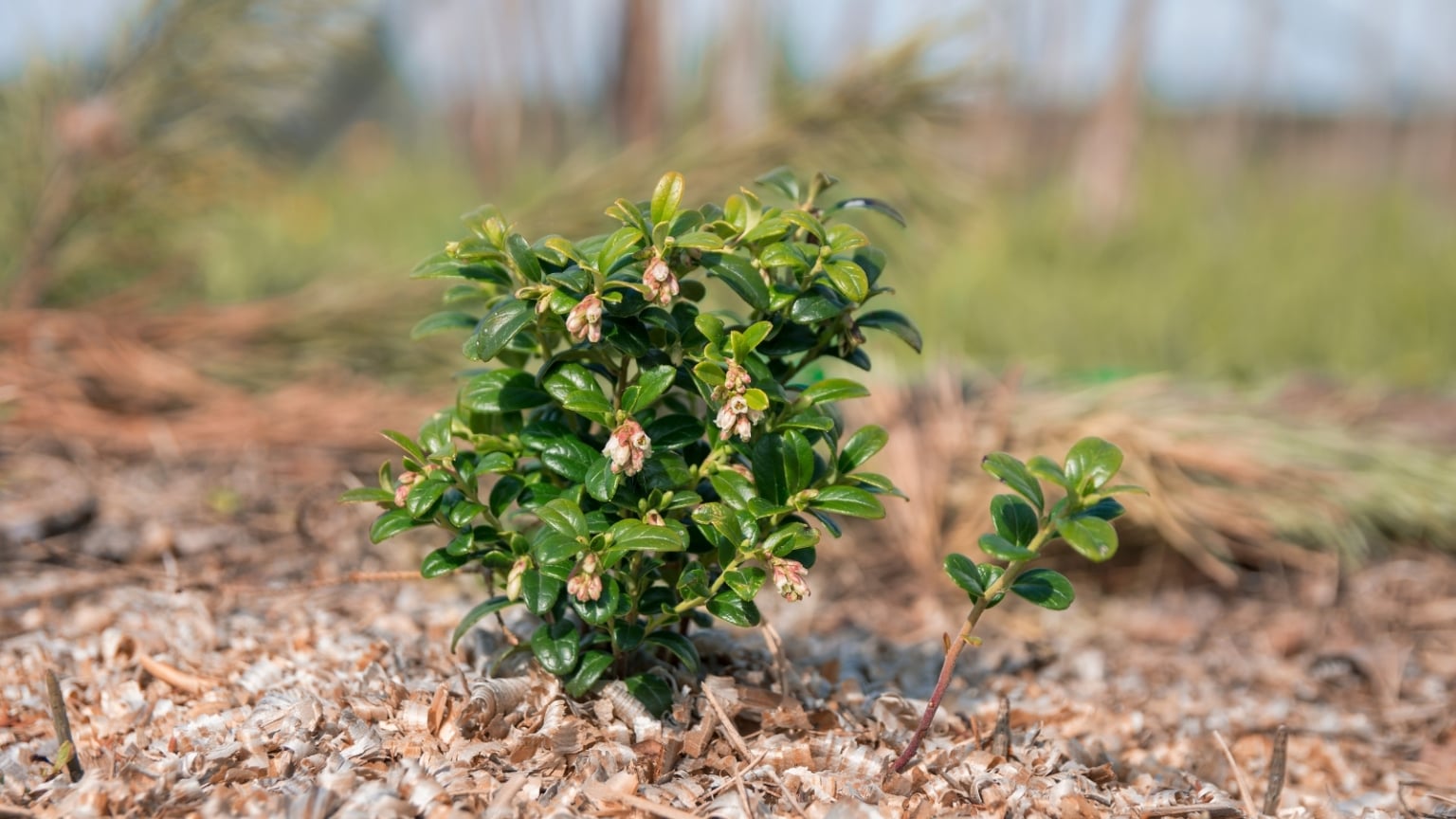 How to Plant, Grow, and Care for Cranberry Plants