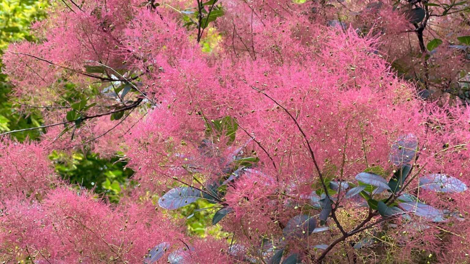 13 Gorgeous Garden Design Ideas Featuring Burgundy Plants