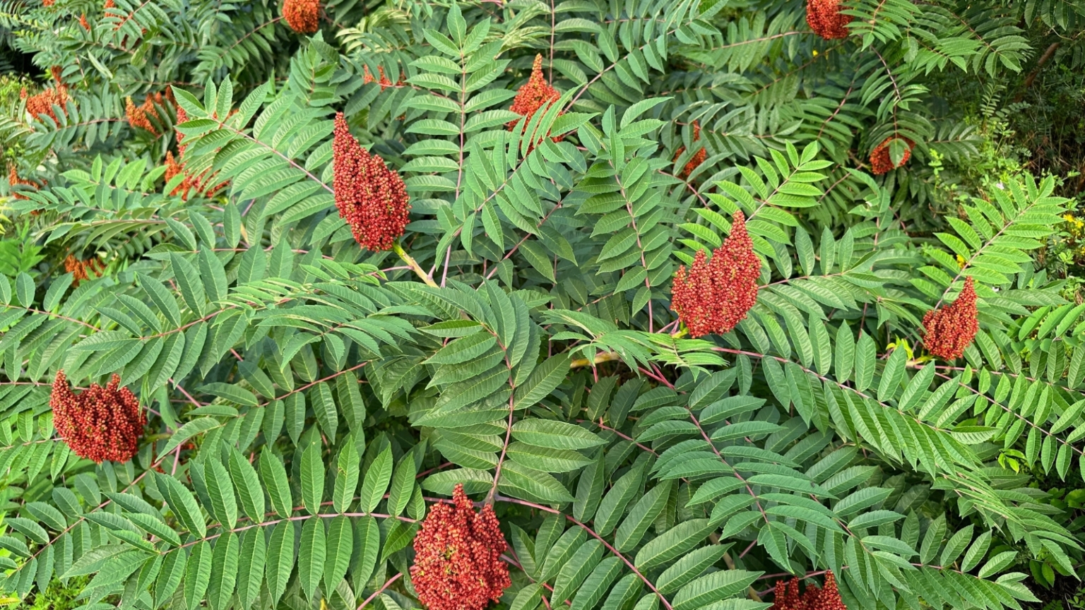 11 Trees That Feed Wildlife in Fall and Winter