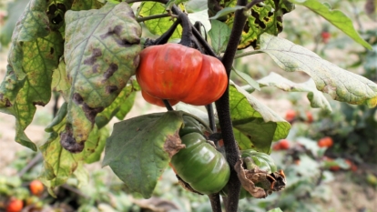 How to Plant, Grow, and Care for Pumpkin-On-a-Stick