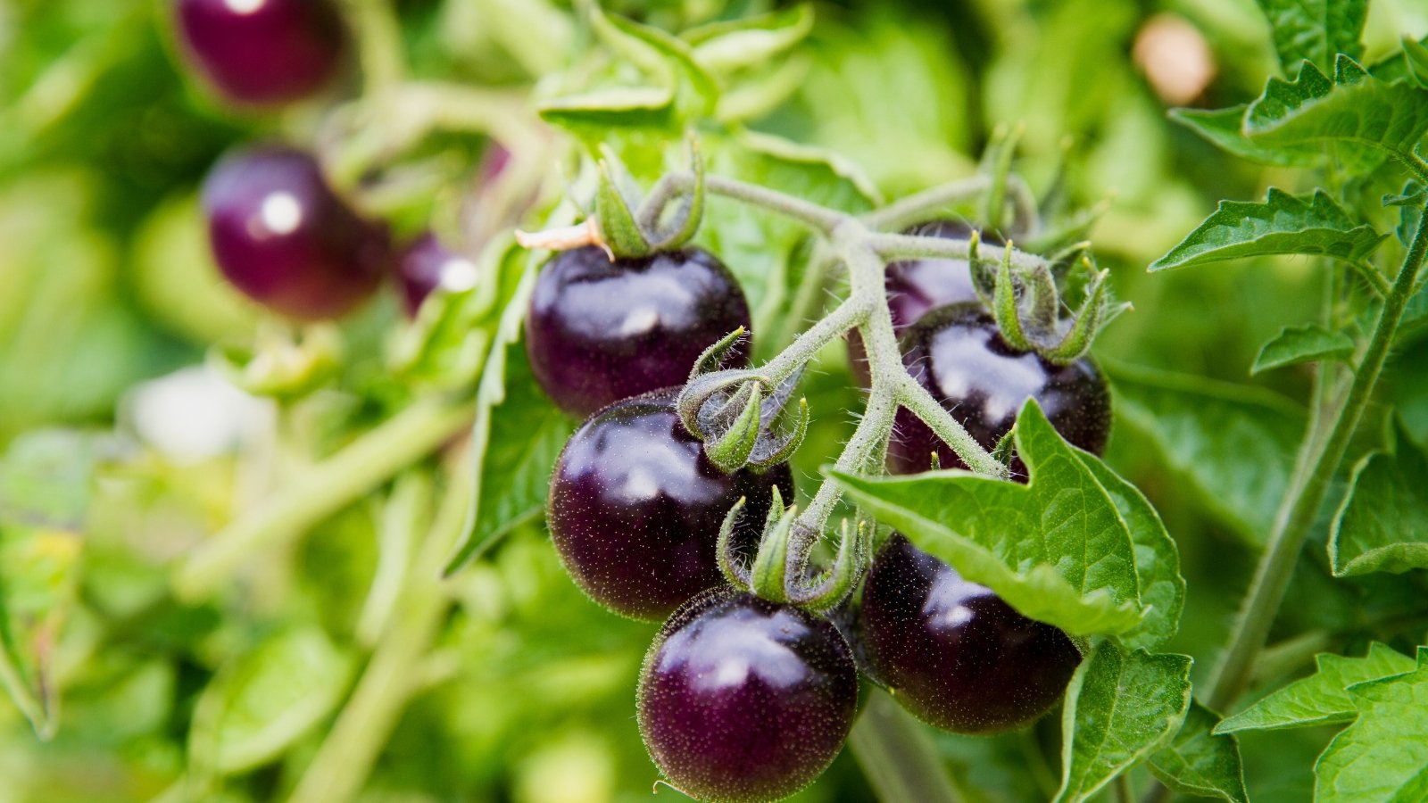 25 Small Tomato Varieties For Your Vegetable Garden