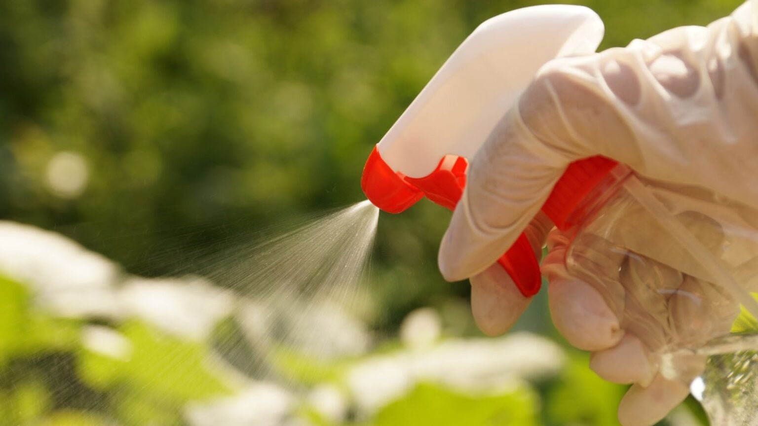 How to Plant, Grow, and Care for Parsley
