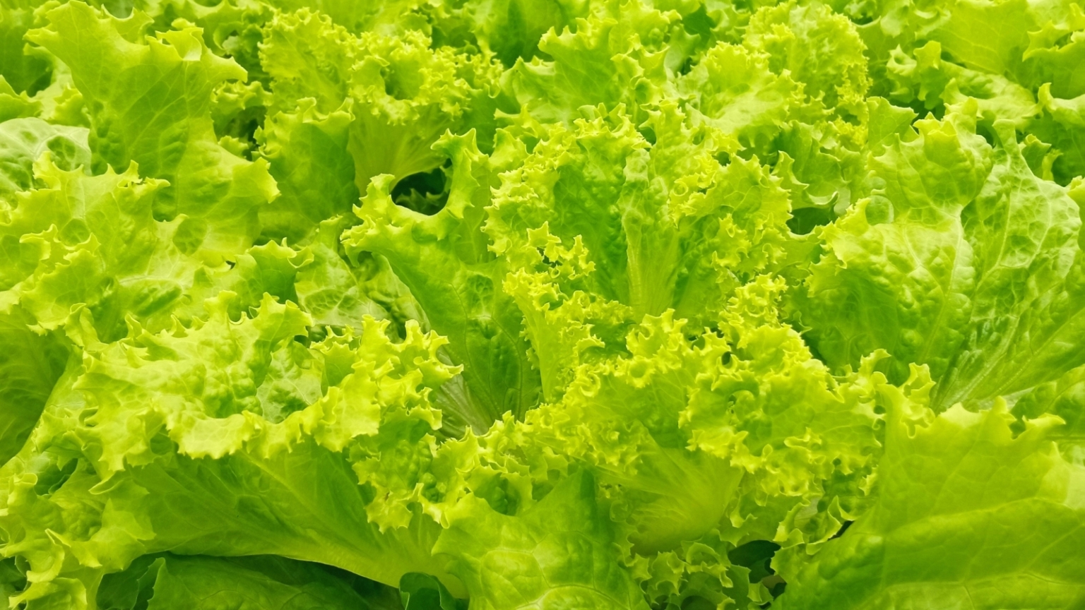 15 Mustard Green Varieties You Can Plant in Fall