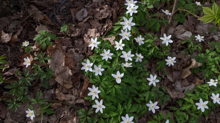 How to Plant, Grow, and Care for Wood Anemones
