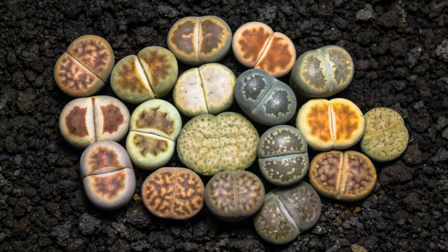 How to Plant, Grow, and Care for Lithops (Living Stone Plants)