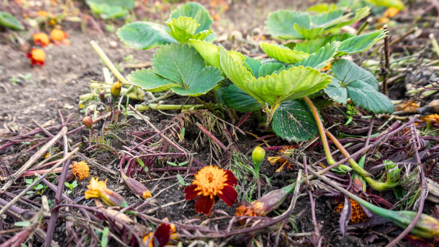 Should You Pull Up Annuals or Leave Them to Decompose in the Garden?