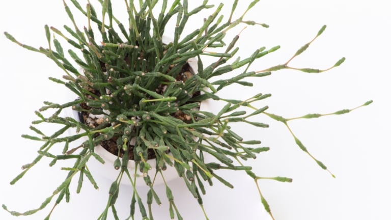 How to Plant, Grow, and Care for Dancing Bones Cactus