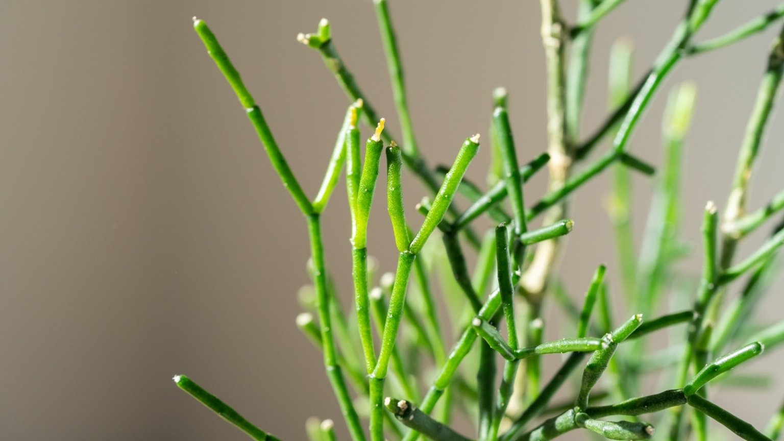 How to Plant, Grow, and Care for Dancing Bones Cactus