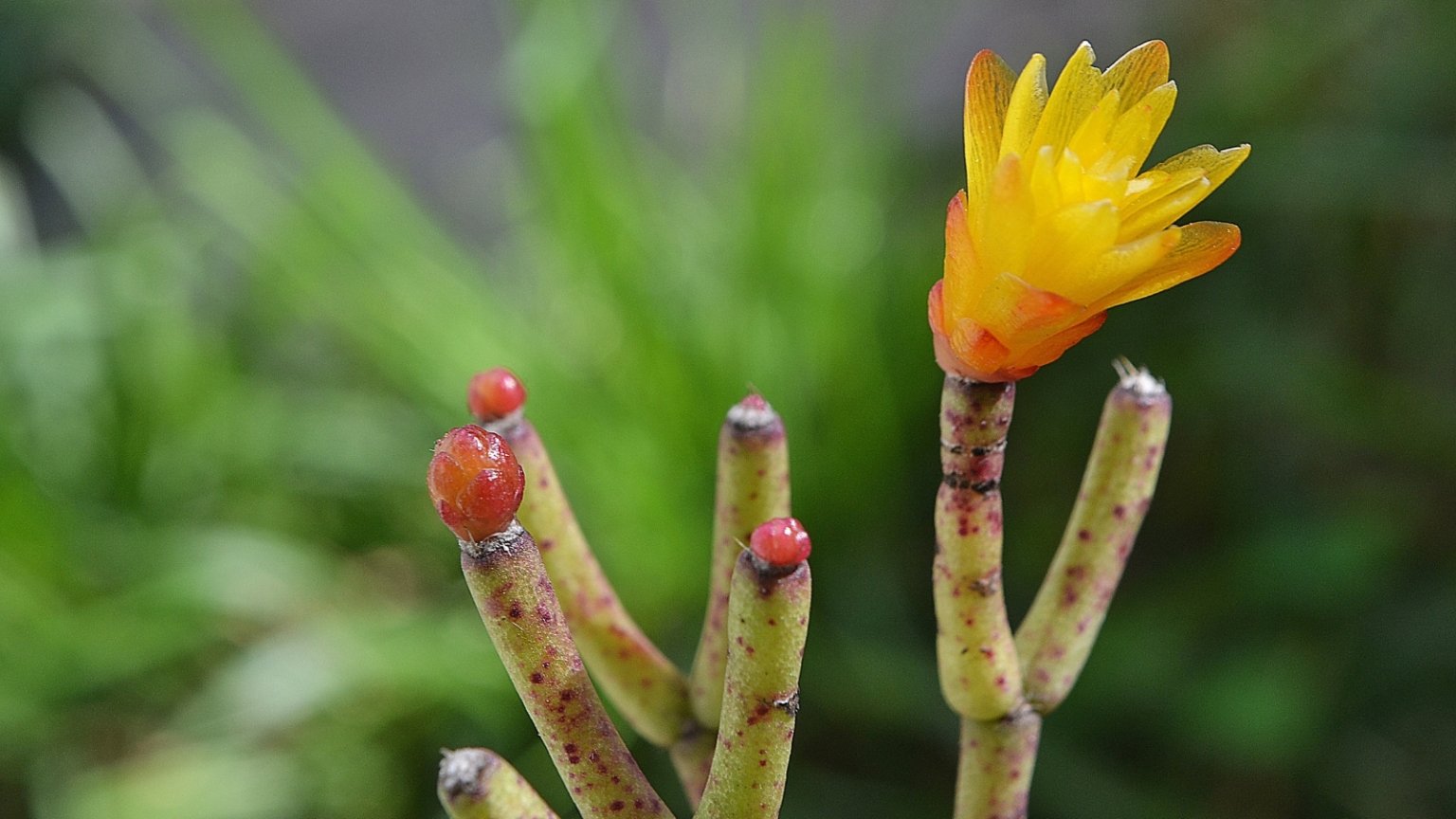 How to Plant, Grow, and Care for Dancing Bones Cactus